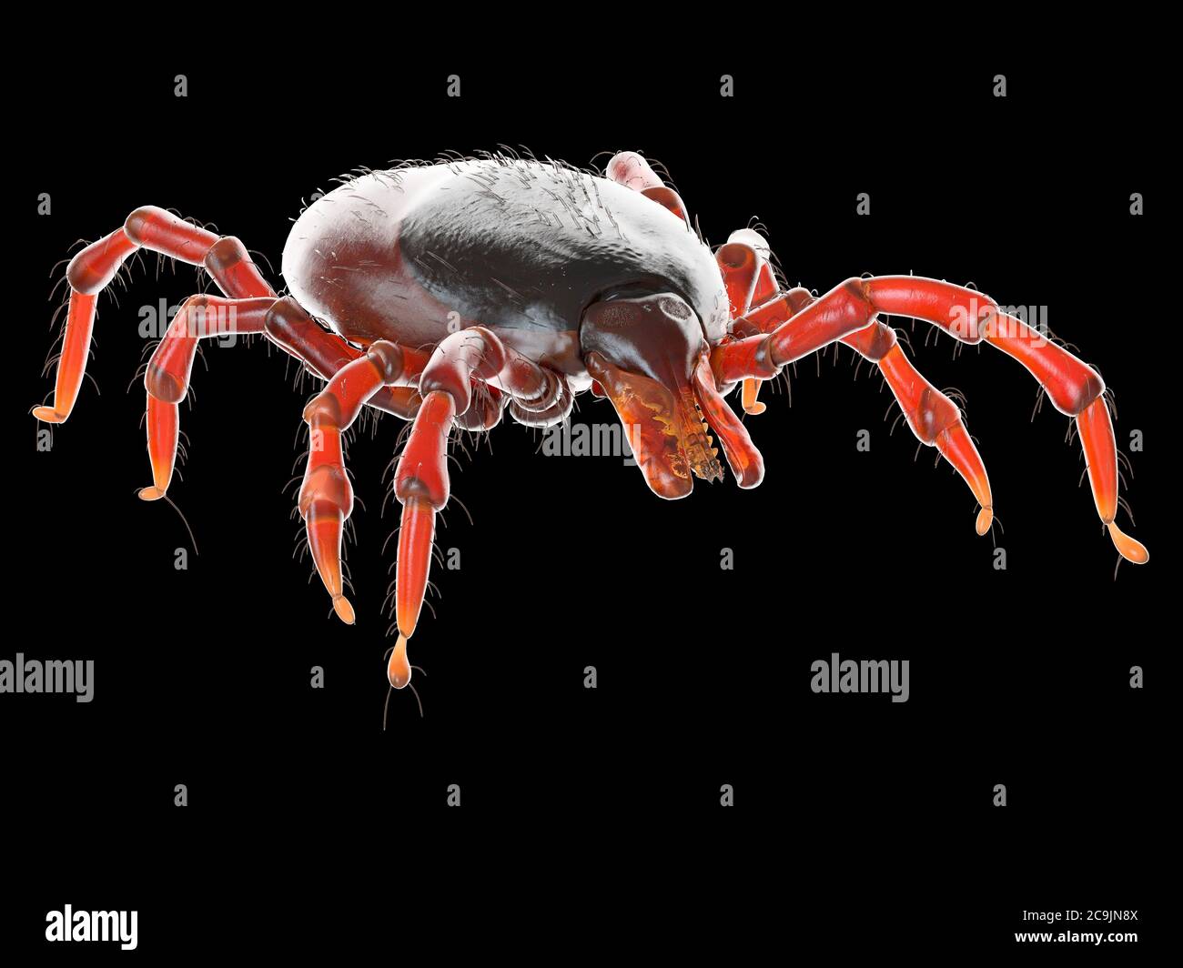 Tick, computer illustration Stock Photo - Alamy
