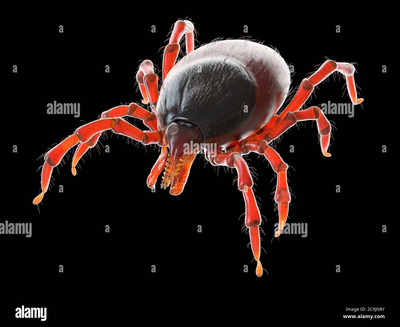 Tick, computer illustration Stock Photo - Alamy