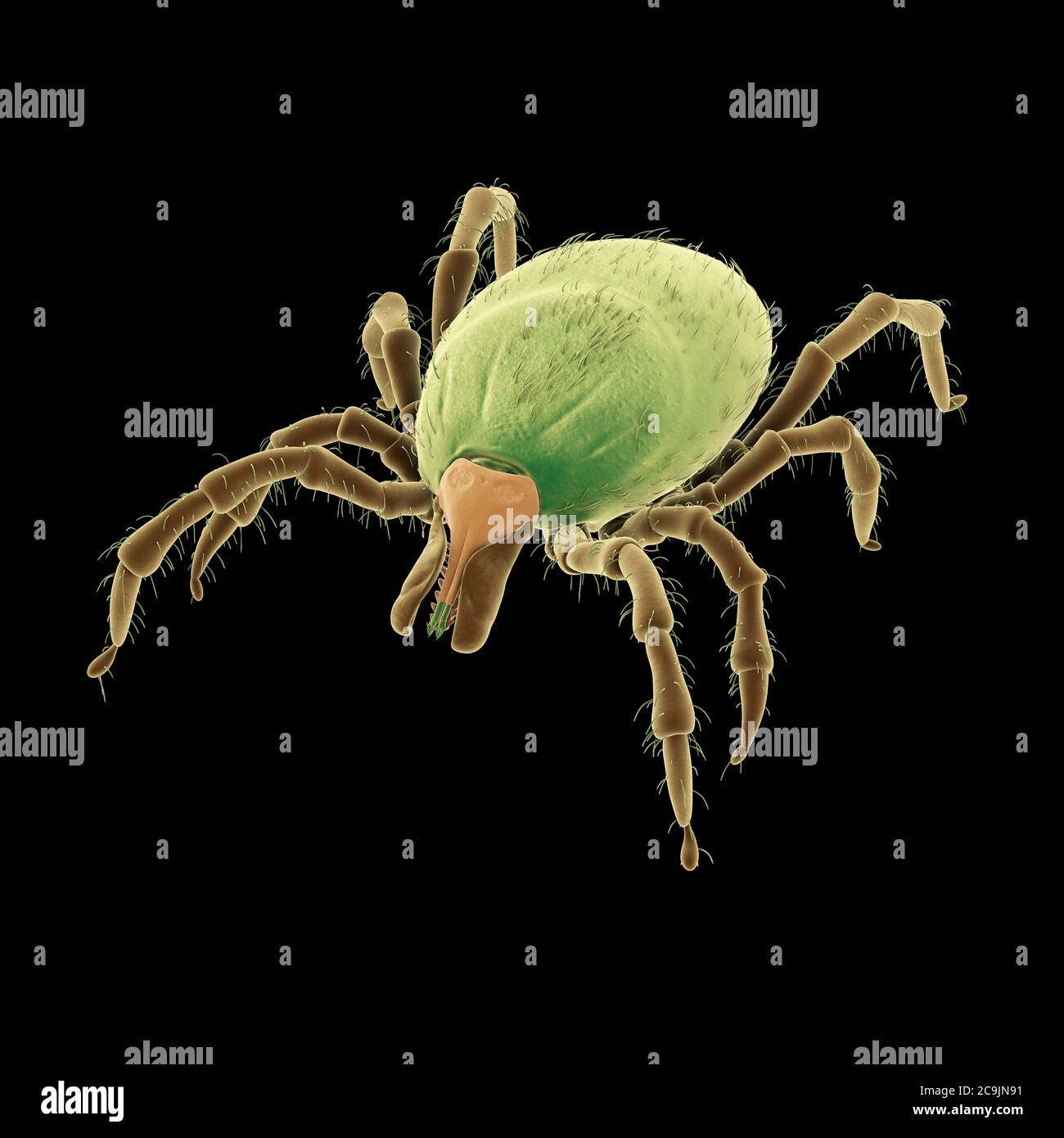 Tick, computer illustration Stock Photo - Alamy