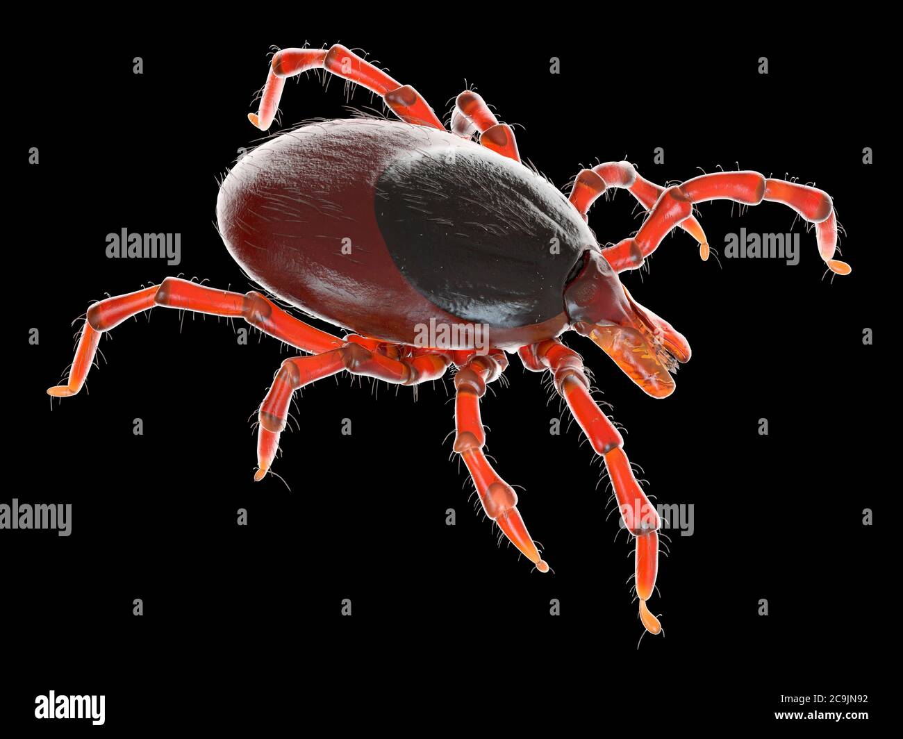 Tick, computer illustration Stock Photo - Alamy