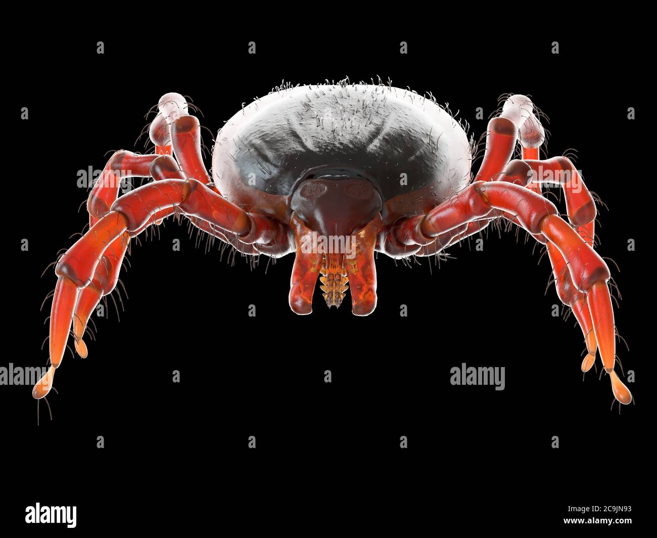 Tick, computer illustration Stock Photo - Alamy