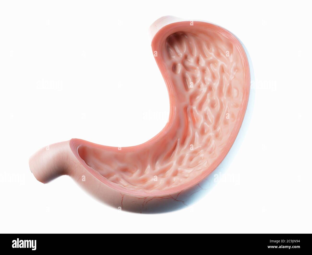 Actual Human Stomach