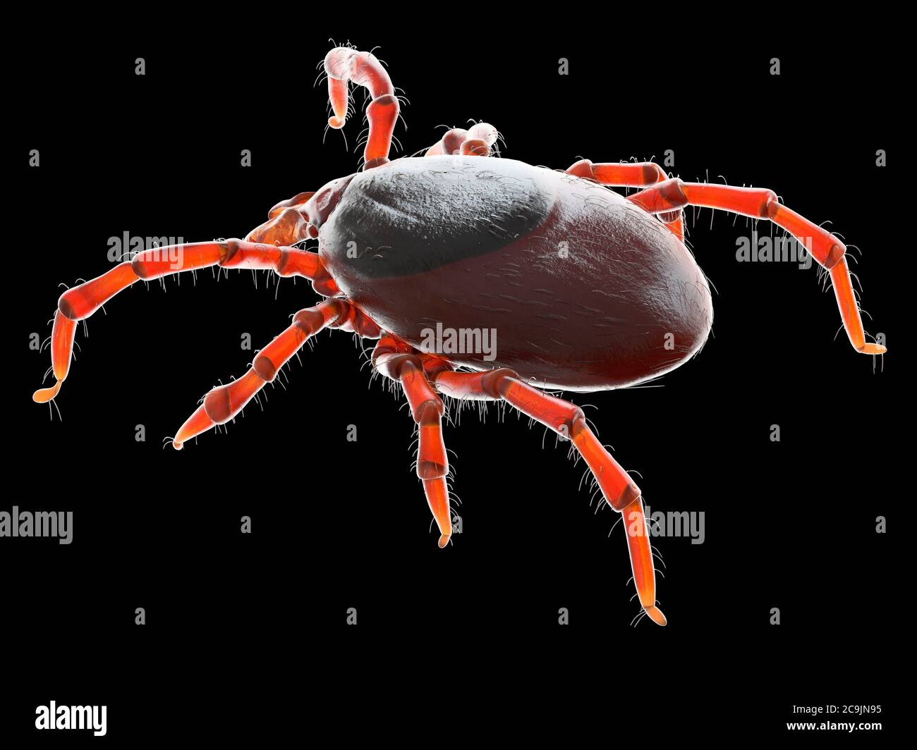 Tick, computer illustration Stock Photo - Alamy