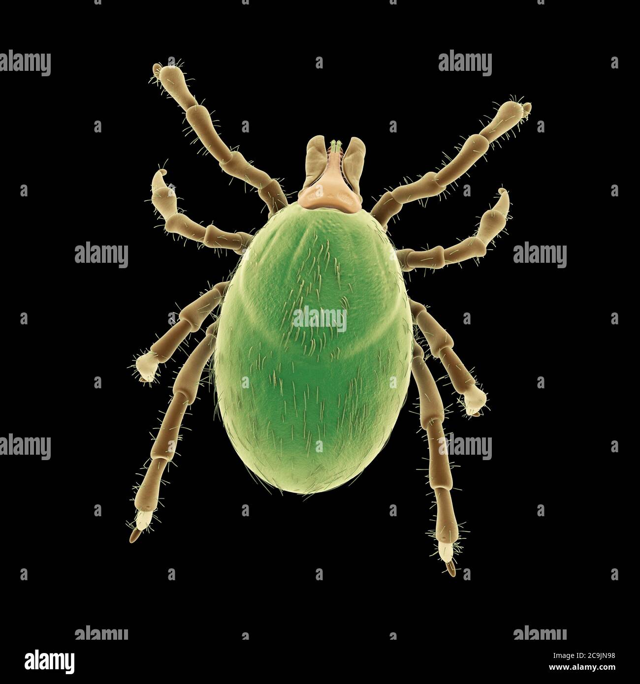 Tick, computer illustration Stock Photo - Alamy