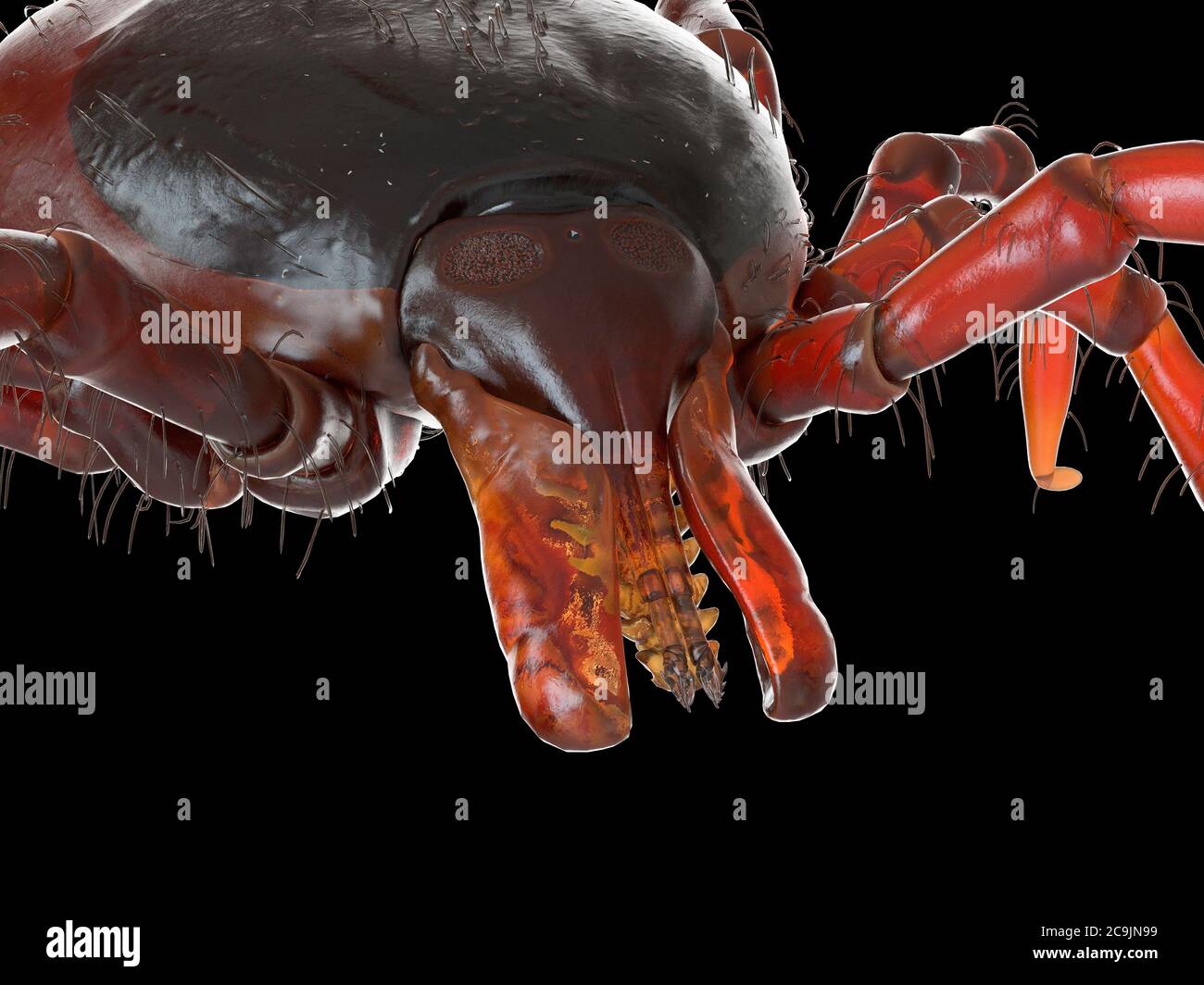 Tick, computer illustration Stock Photo - Alamy