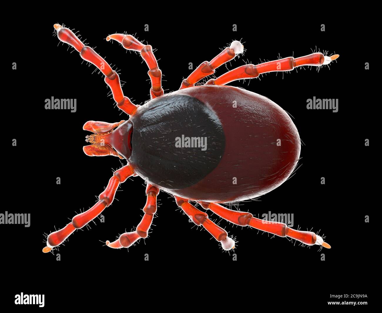 Tick, computer illustration Stock Photo - Alamy