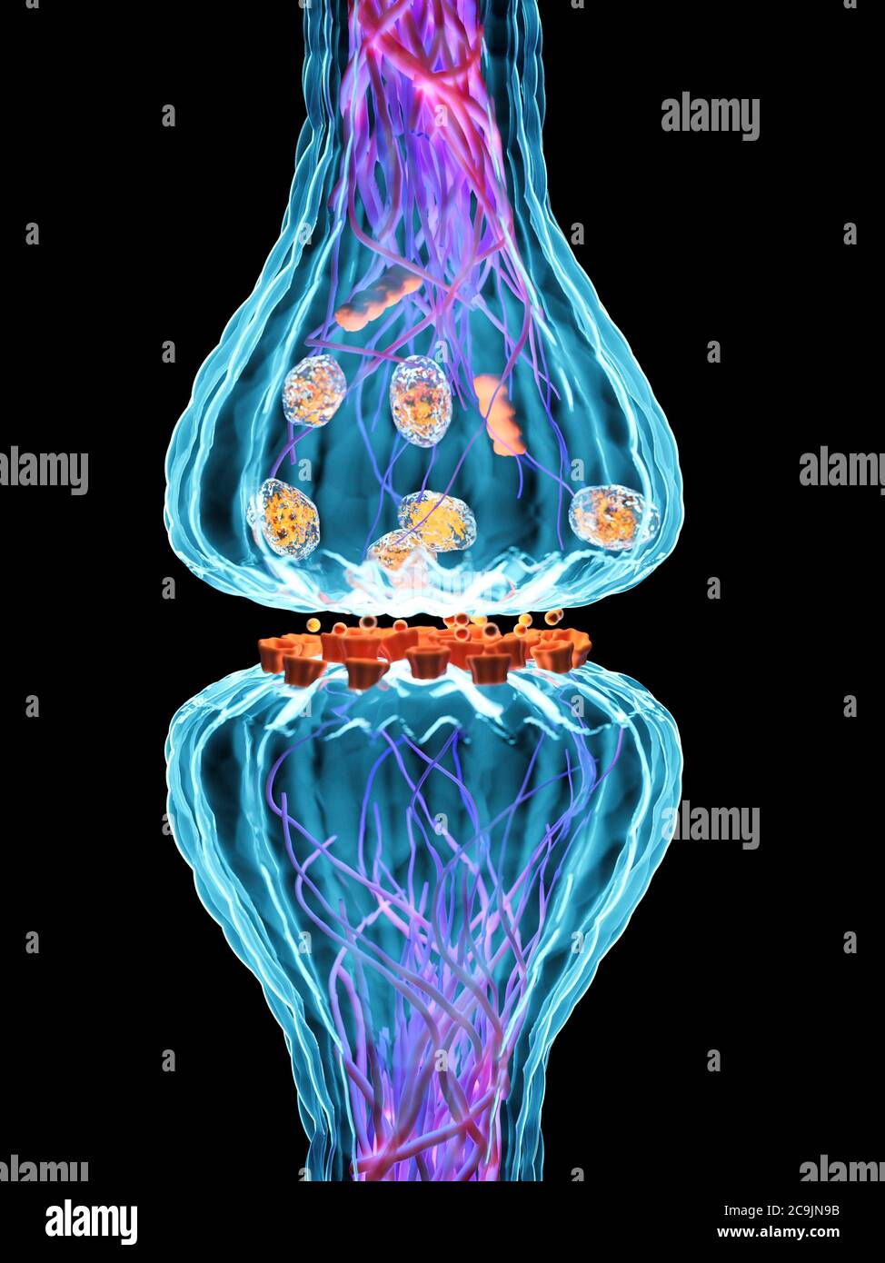 Synapse, computer illustration Stock Photo - Alamy