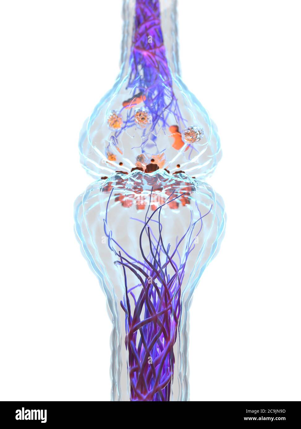 Synapse, computer illustration Stock Photo - Alamy