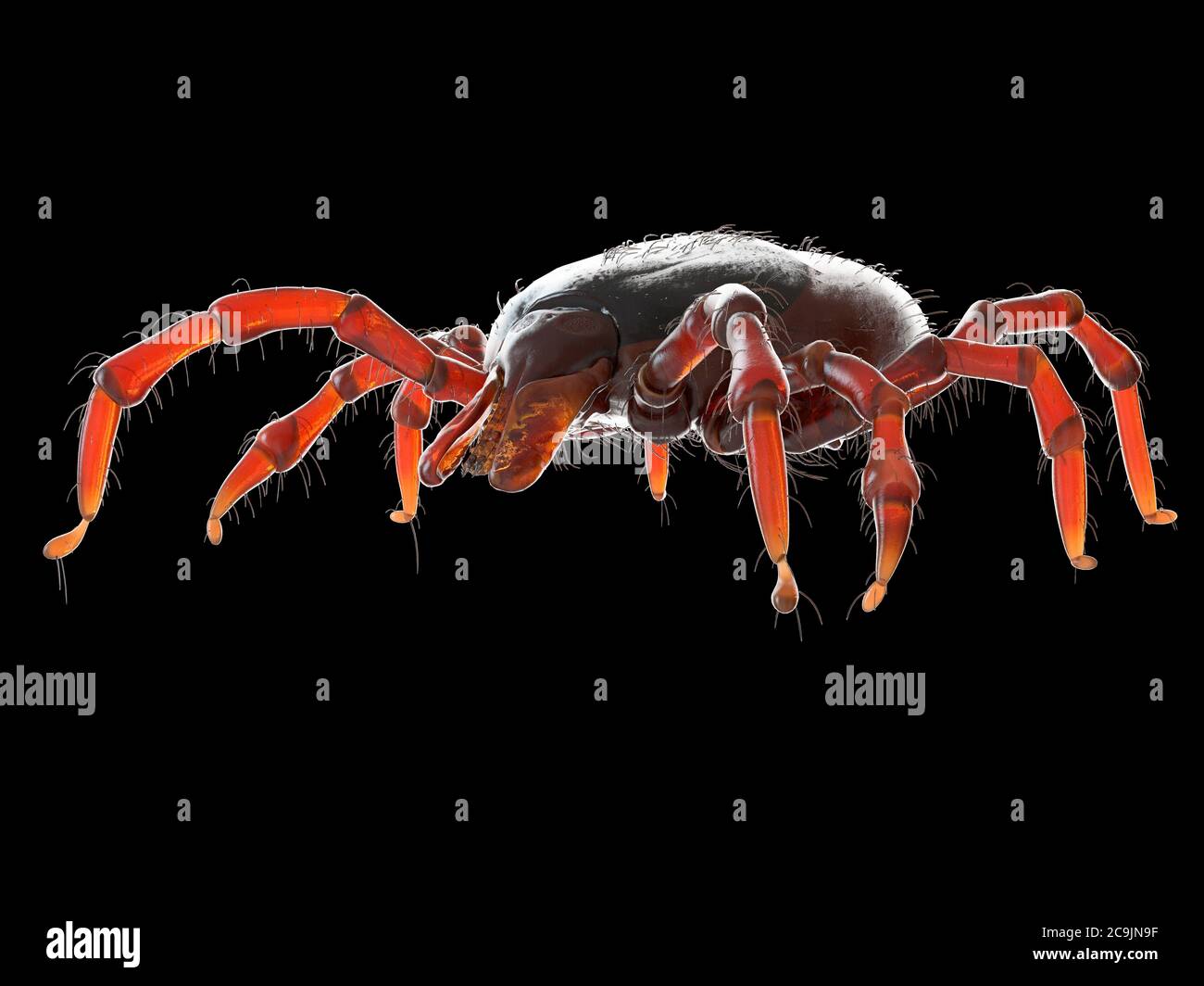 Tick, computer illustration Stock Photo - Alamy