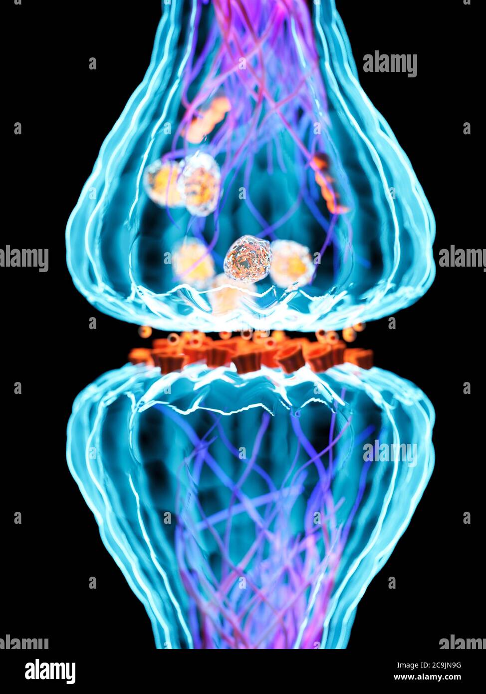 Synapse, computer illustration Stock Photo - Alamy