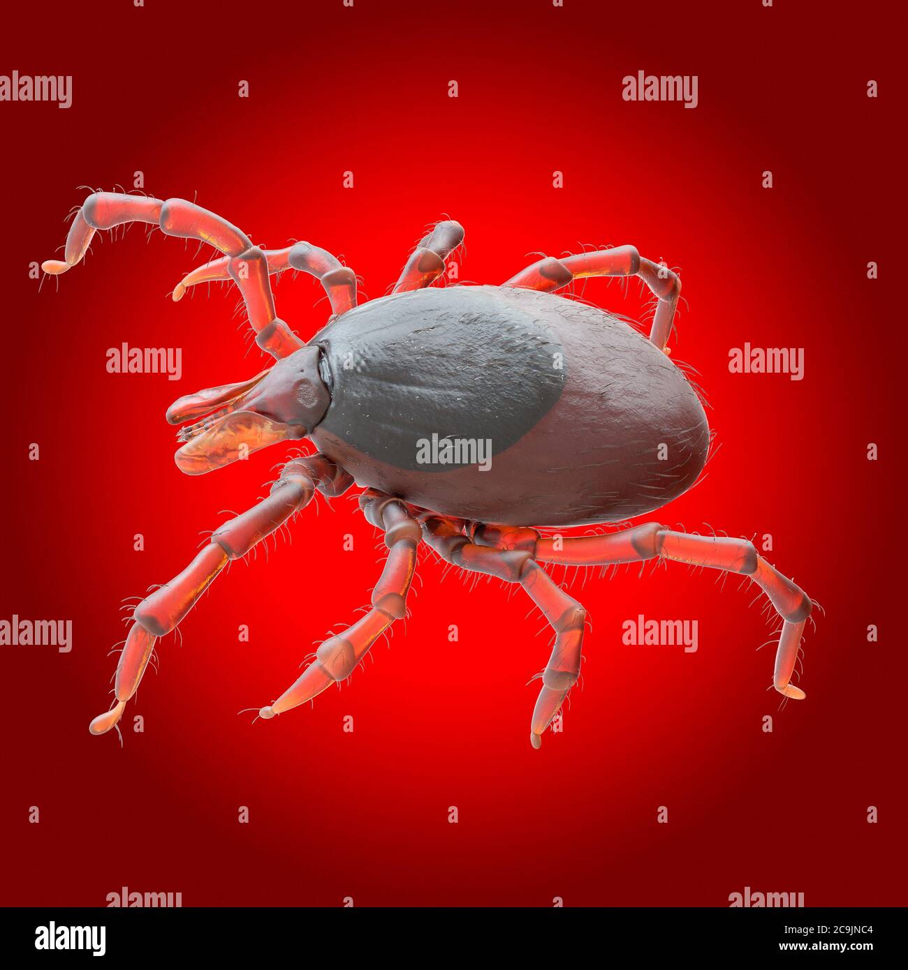 Tick, computer illustration Stock Photo - Alamy