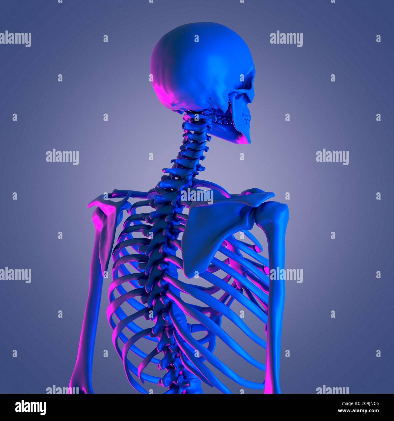 Upper body bones, computer illustration Stock Photo - Alamy