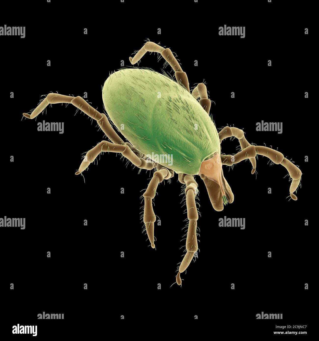 Tick, computer illustration Stock Photo - Alamy