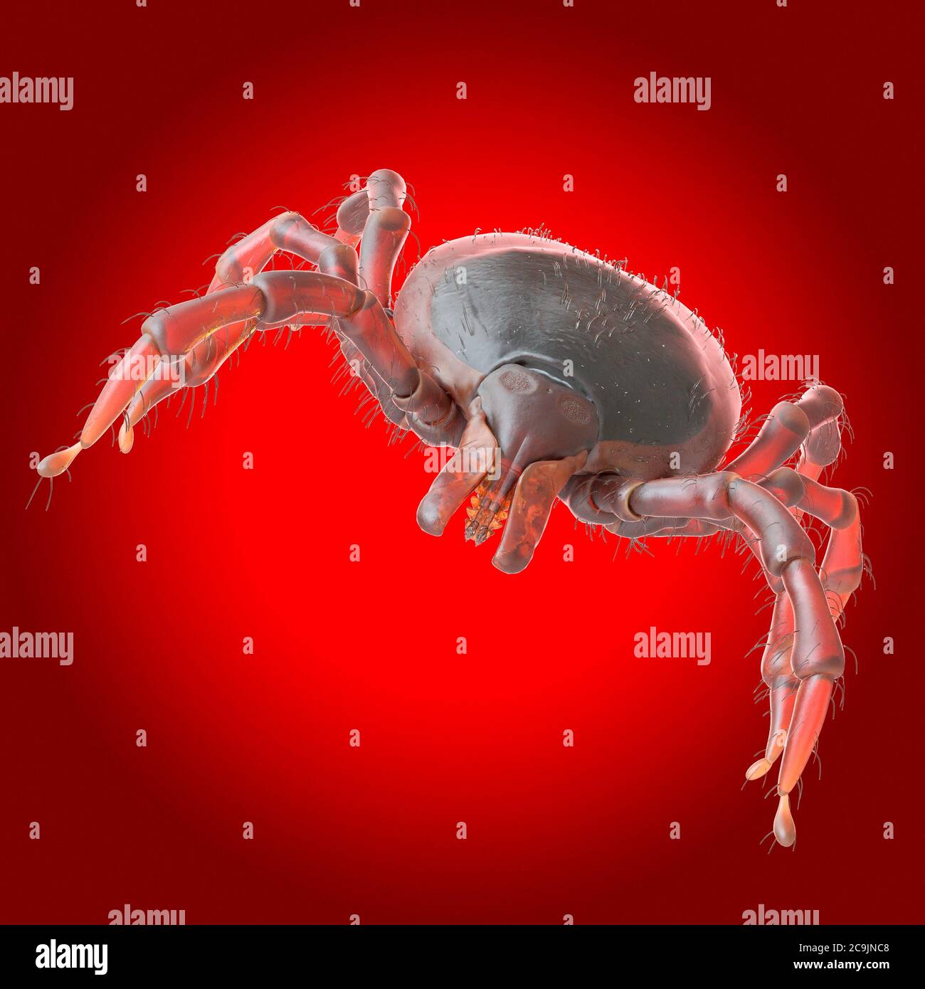 Tick, computer illustration Stock Photo - Alamy