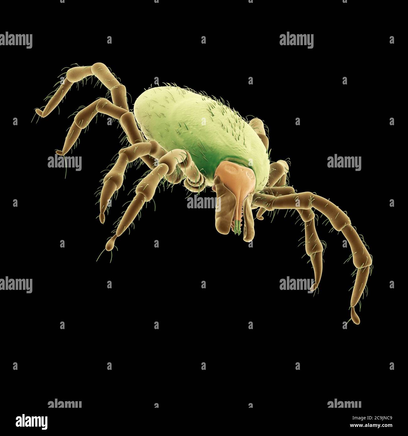 Tick, computer illustration Stock Photo - Alamy