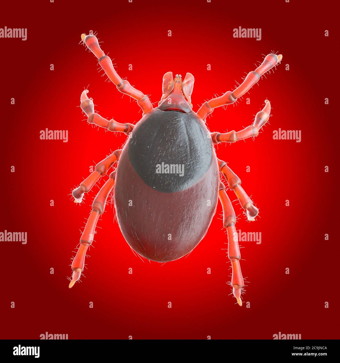 Tick, computer illustration Stock Photo - Alamy