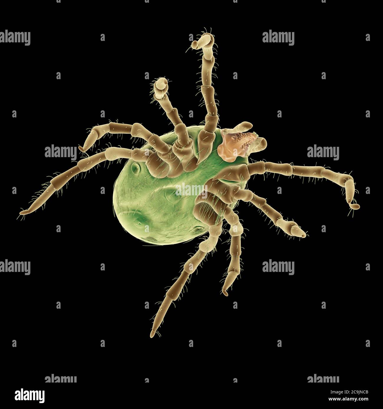 Tick, computer illustration Stock Photo - Alamy