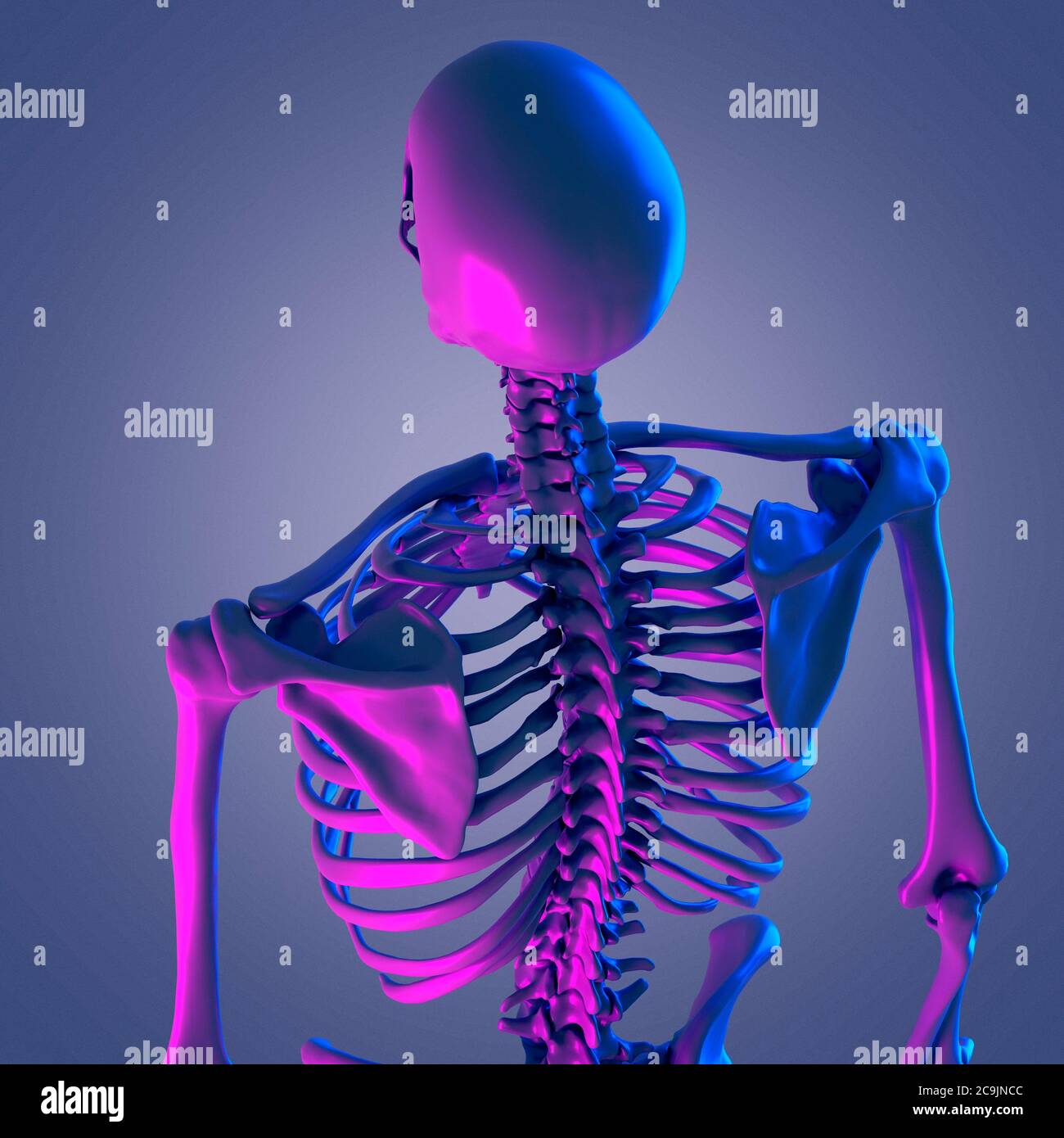 Upper body bones, computer illustration Stock Photo - Alamy