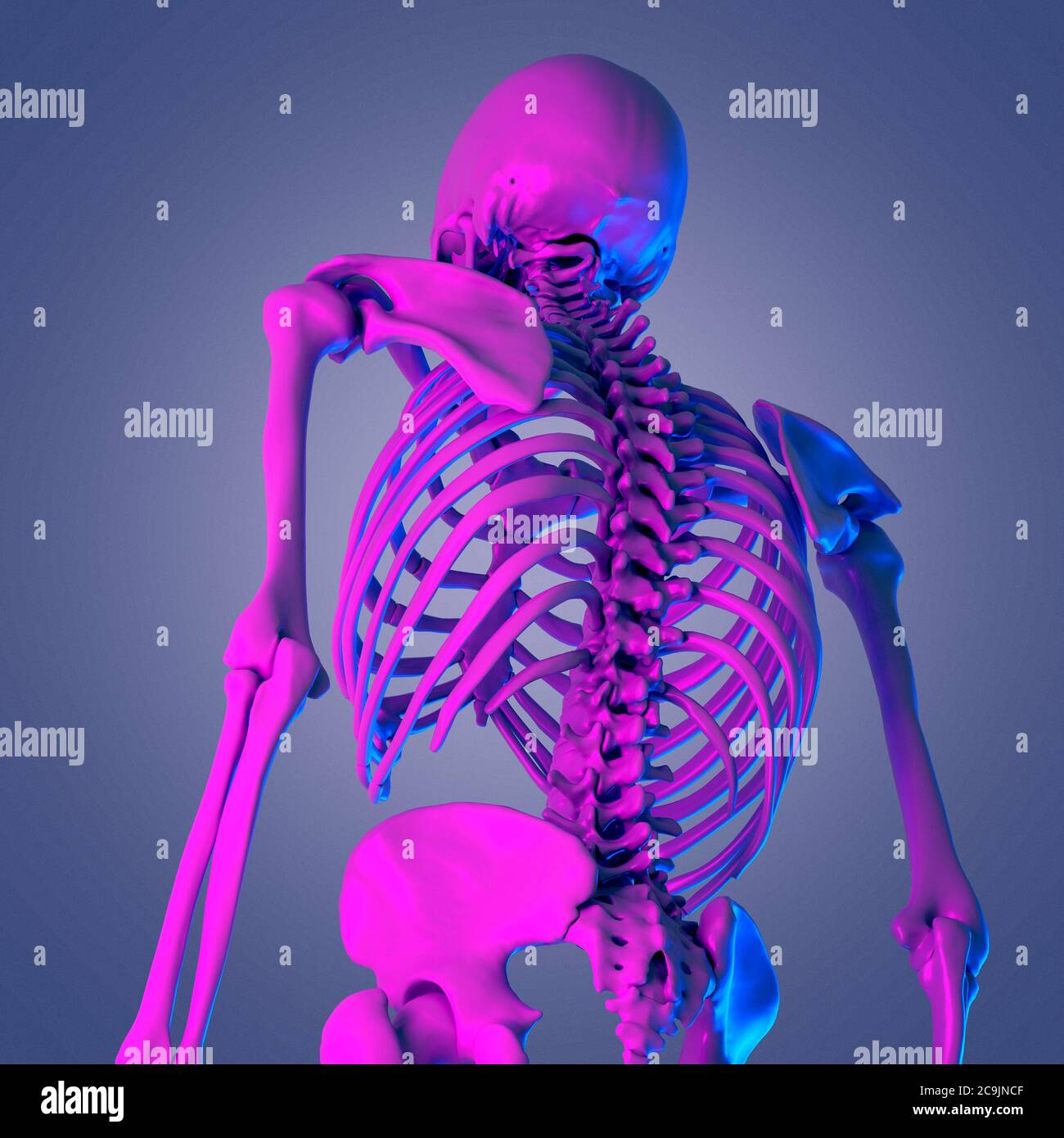 Upper body bones, computer illustration Stock Photo - Alamy