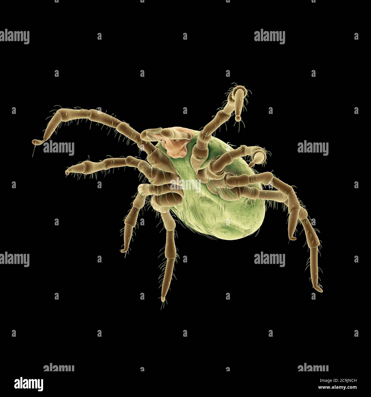 Tick, computer illustration Stock Photo - Alamy