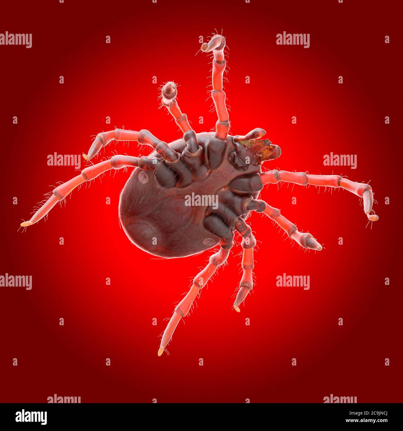Tick, computer illustration Stock Photo - Alamy