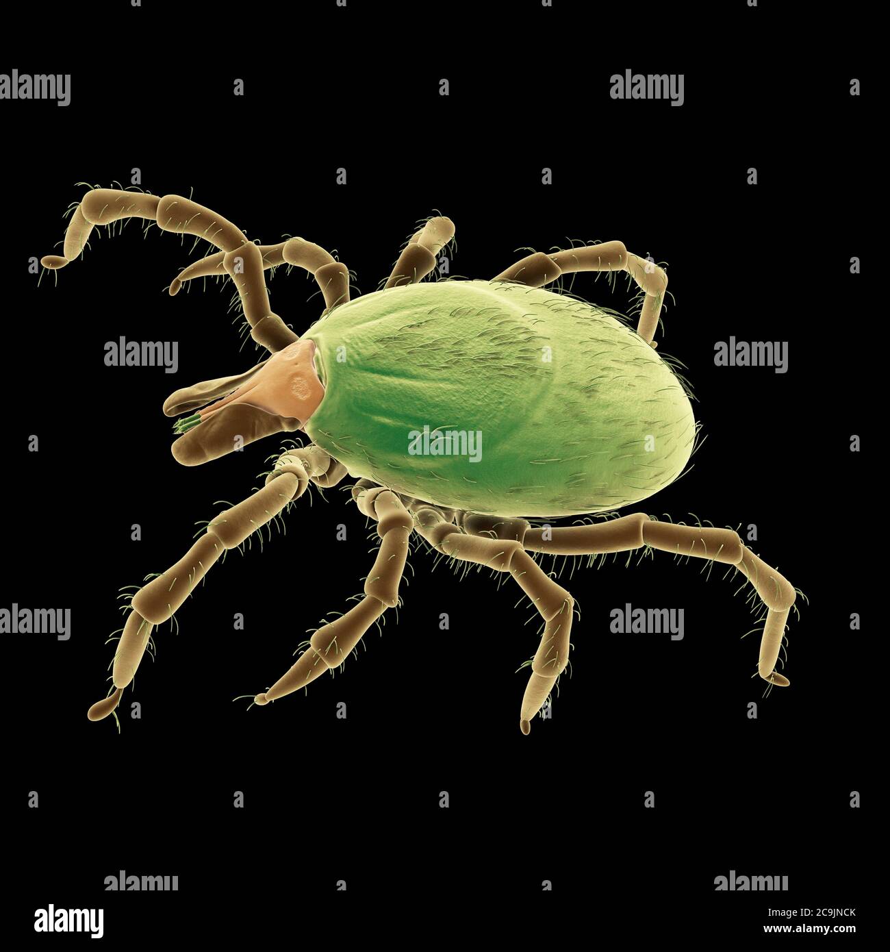 Tick, computer illustration Stock Photo - Alamy