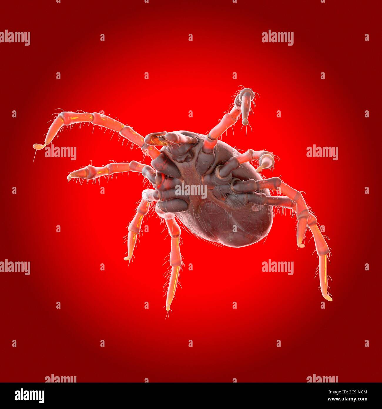 Tick, computer illustration Stock Photo - Alamy