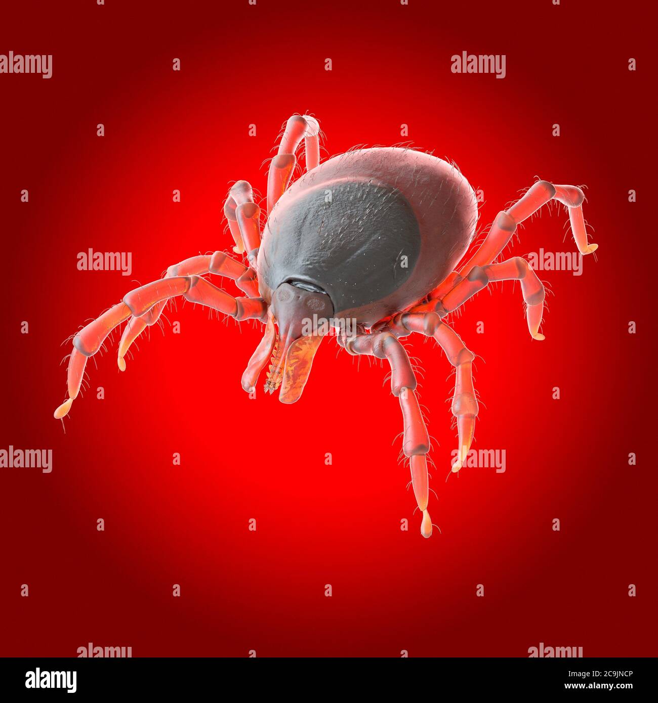 Tick, computer illustration Stock Photo - Alamy