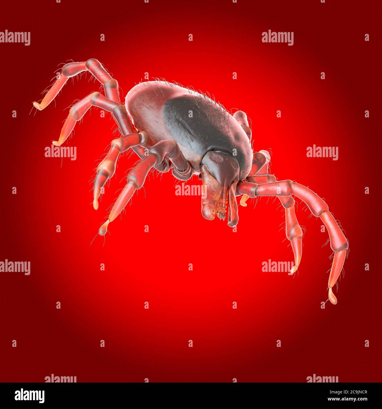 Tick, computer illustration Stock Photo - Alamy
