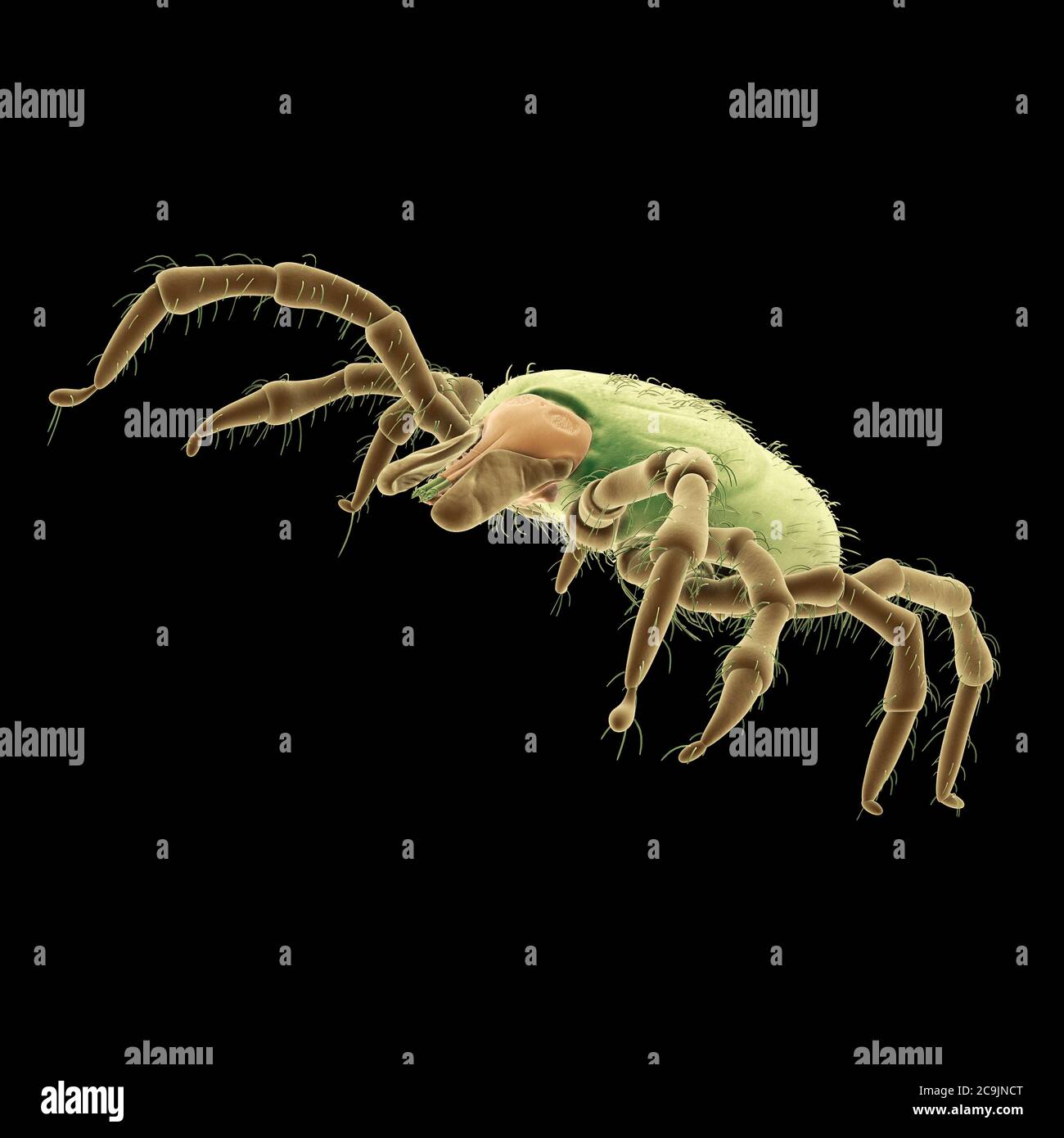 Tick, computer illustration Stock Photo - Alamy
