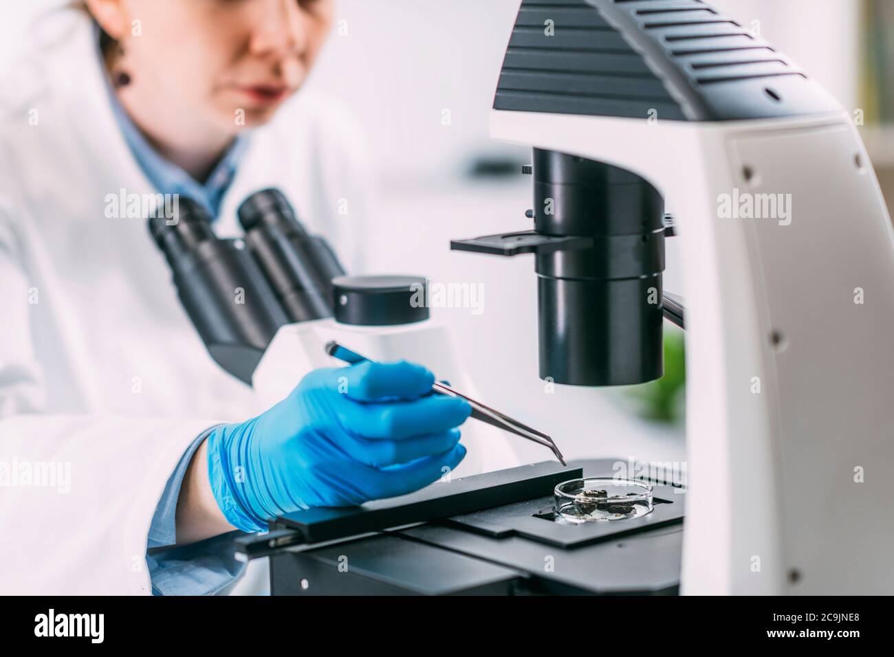 Wood under microscope hi-res stock photography and images - Alamy