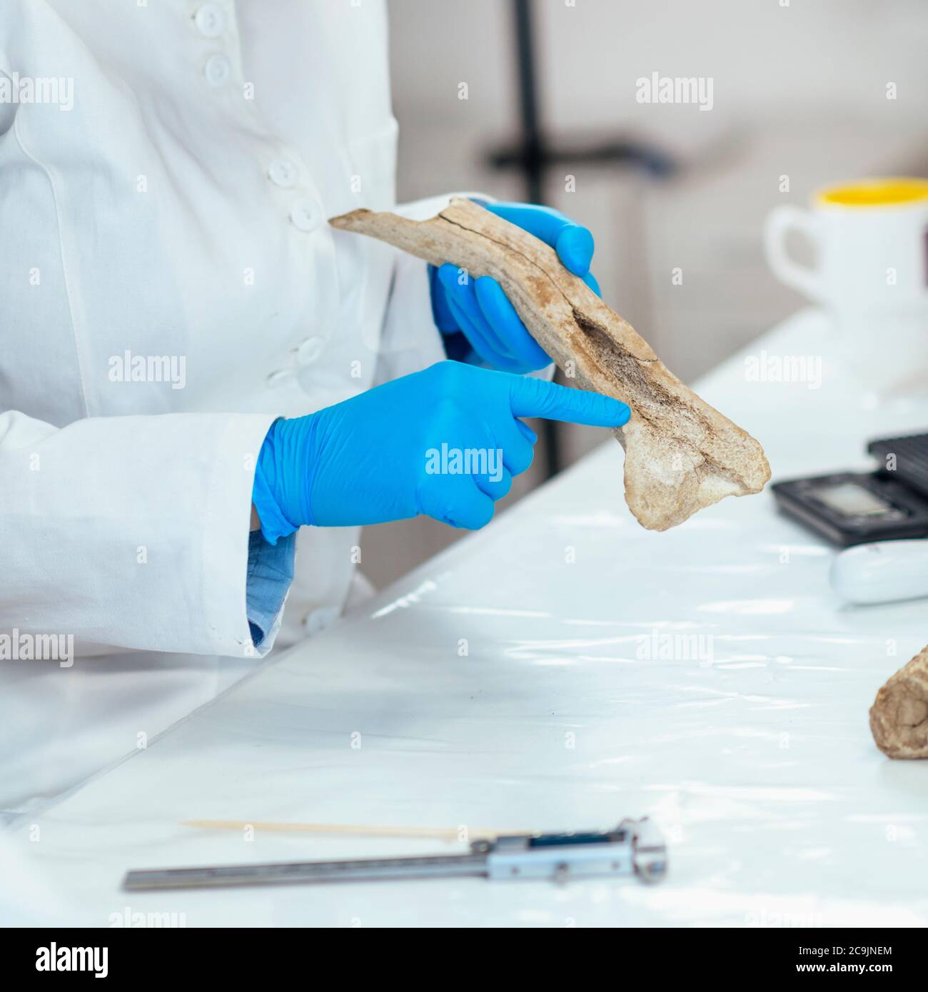 Archaeology researcher in laboratory demonstrates how antler was used ...