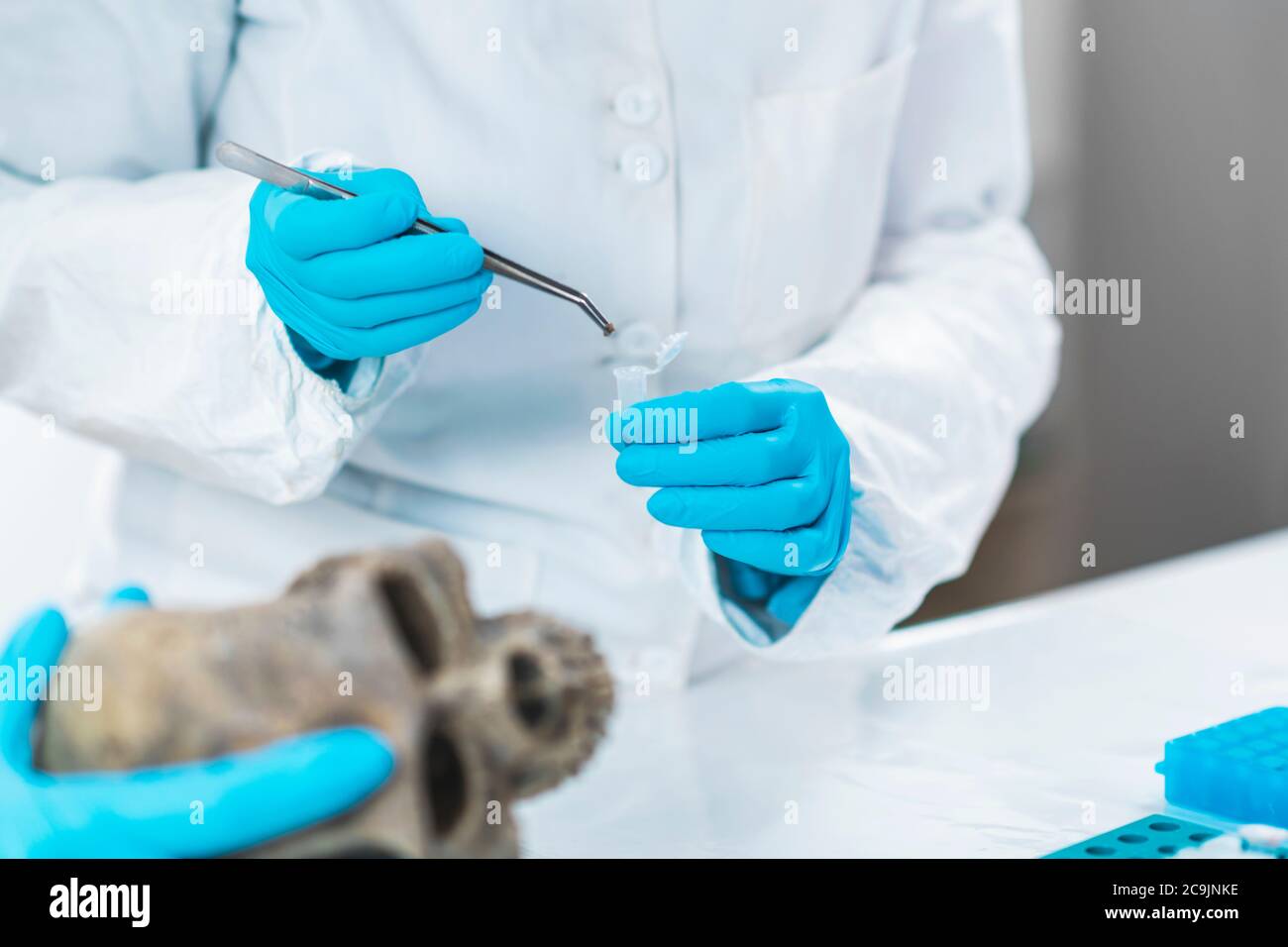 Bioarcheology. Archaeologist analyzing human skull in DNA archaeology ...