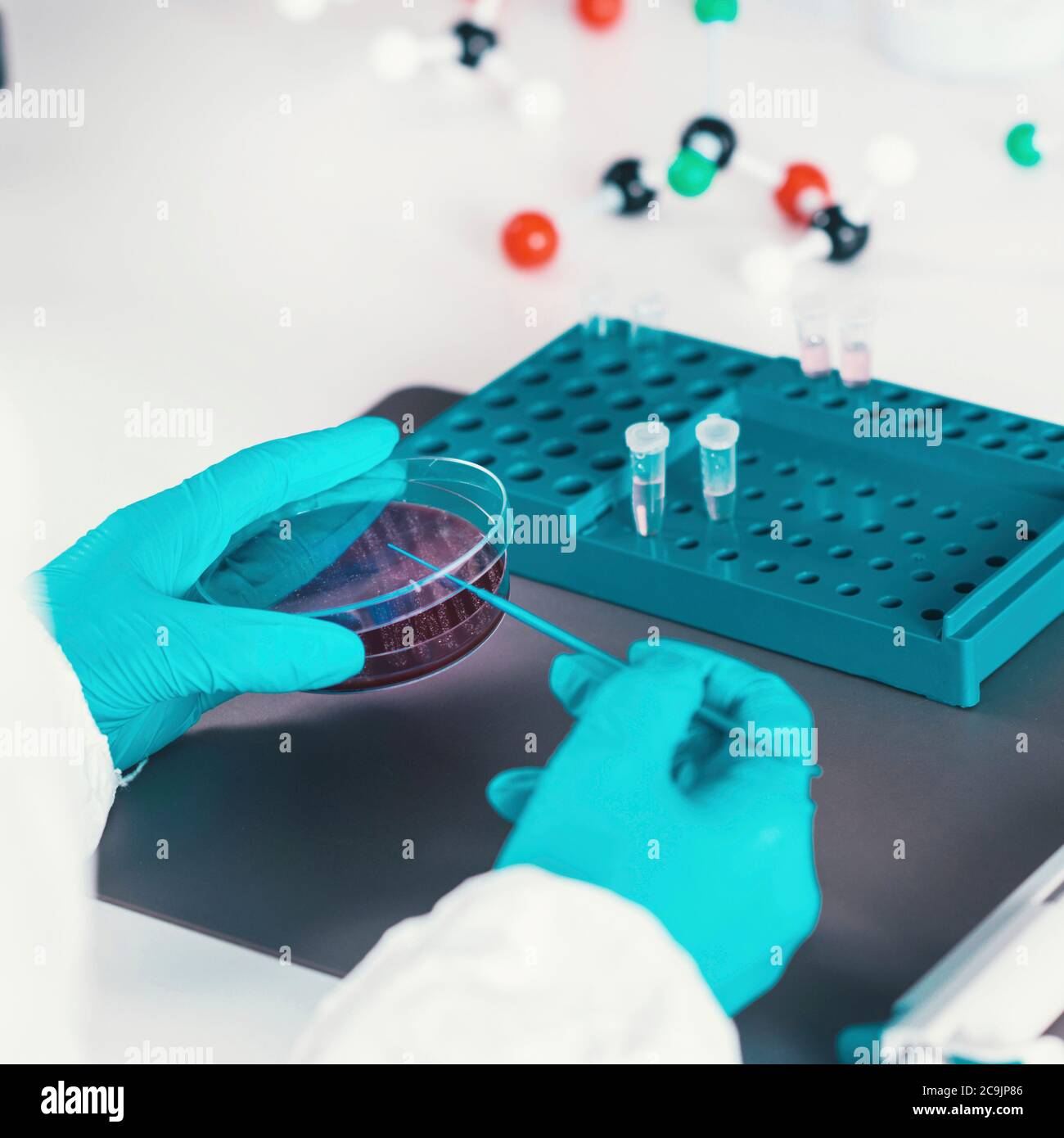Microbiologist working on microscope in hi-res stock photography and ...