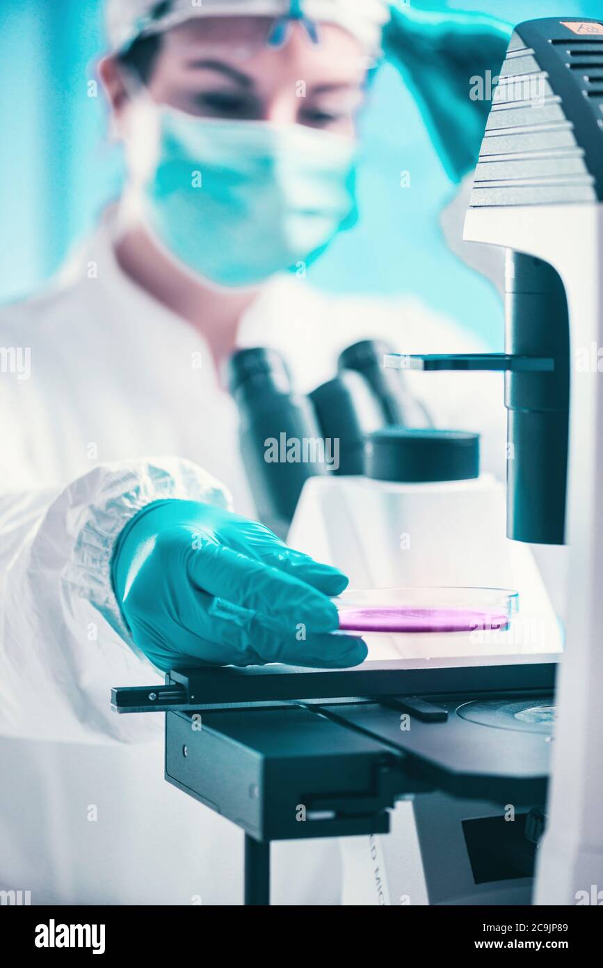 Examining petri dish under microscope Stock Photo - Alamy