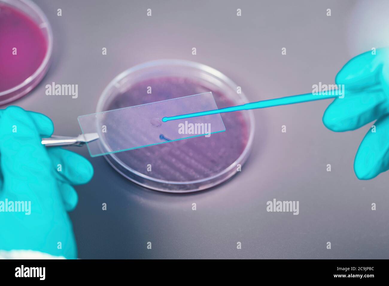 Microbiologist taking bacterial sample Stock Photo - Alamy