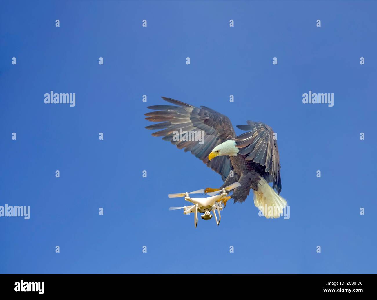 Eagle attacking drone hi-res stock photography and images - Alamy