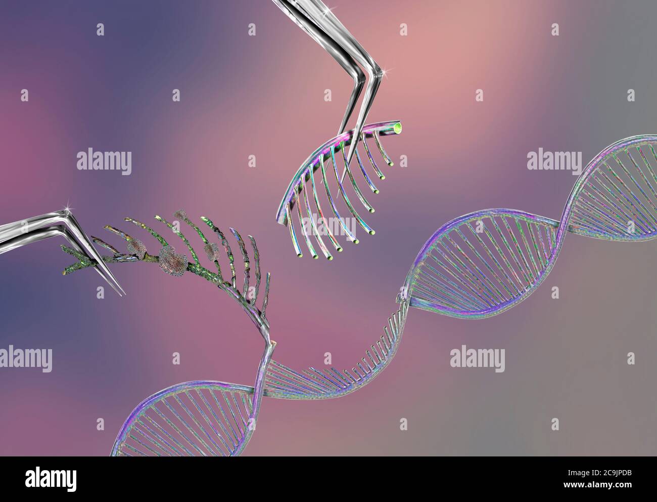 Genetic engineering, conceptual illustration Stock Photo - Alamy
