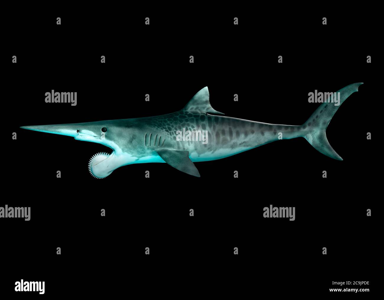 Helicoprion Shark Facts