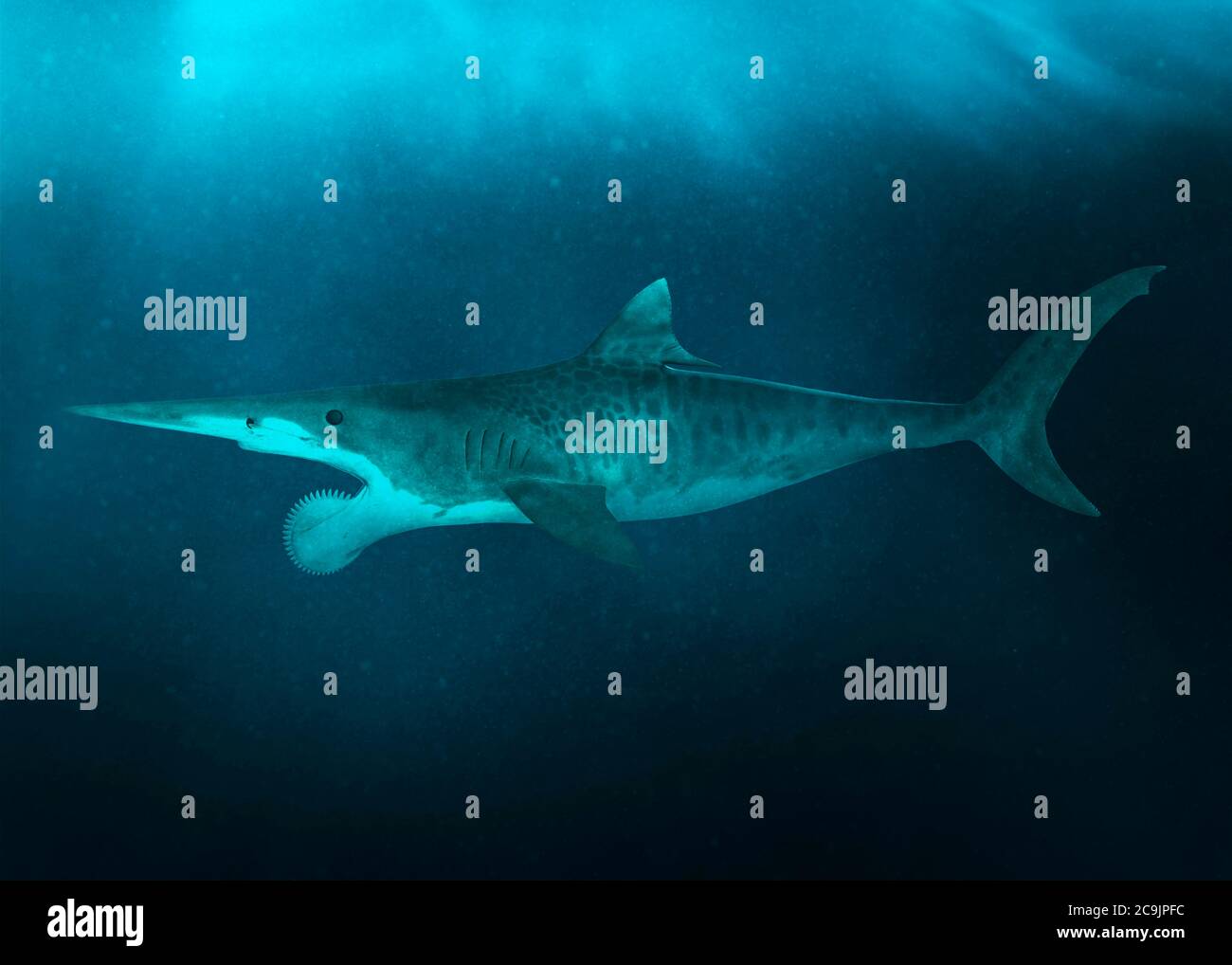 Helicoprion Shark Facts