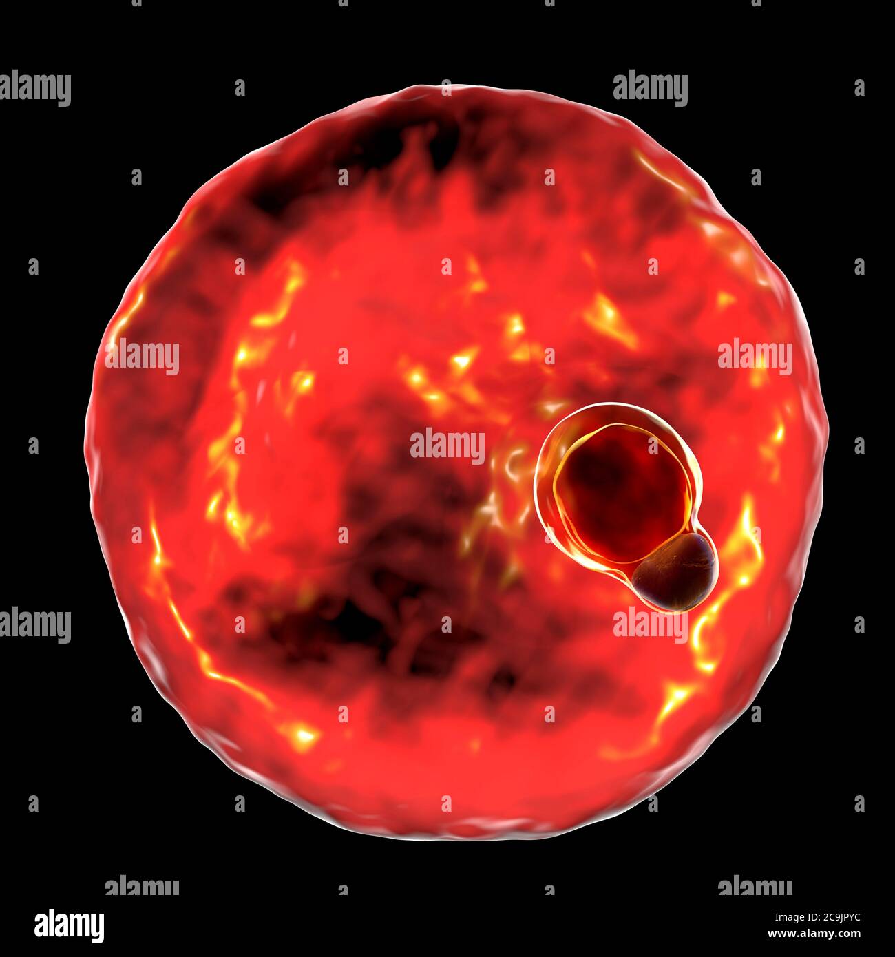 Plasmodium malariae protozoan inside red blood cell, computer ...