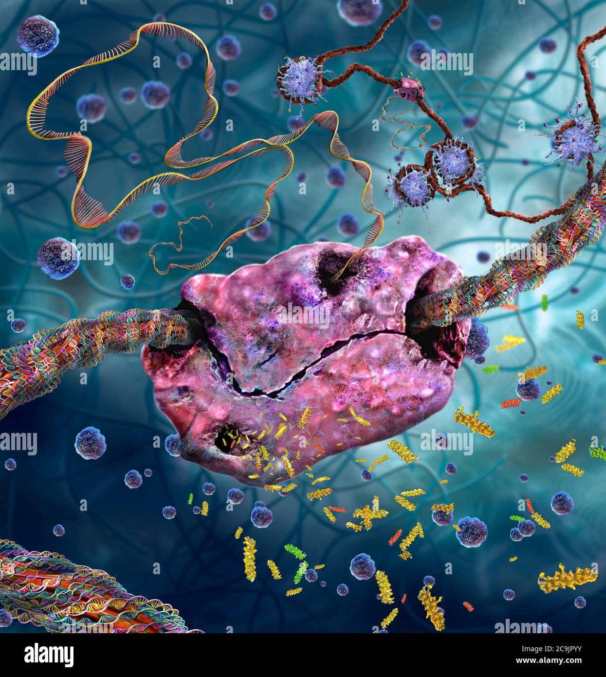 Illustration of RNA (ribonucleic acid) polymerase transcribing DNA ...