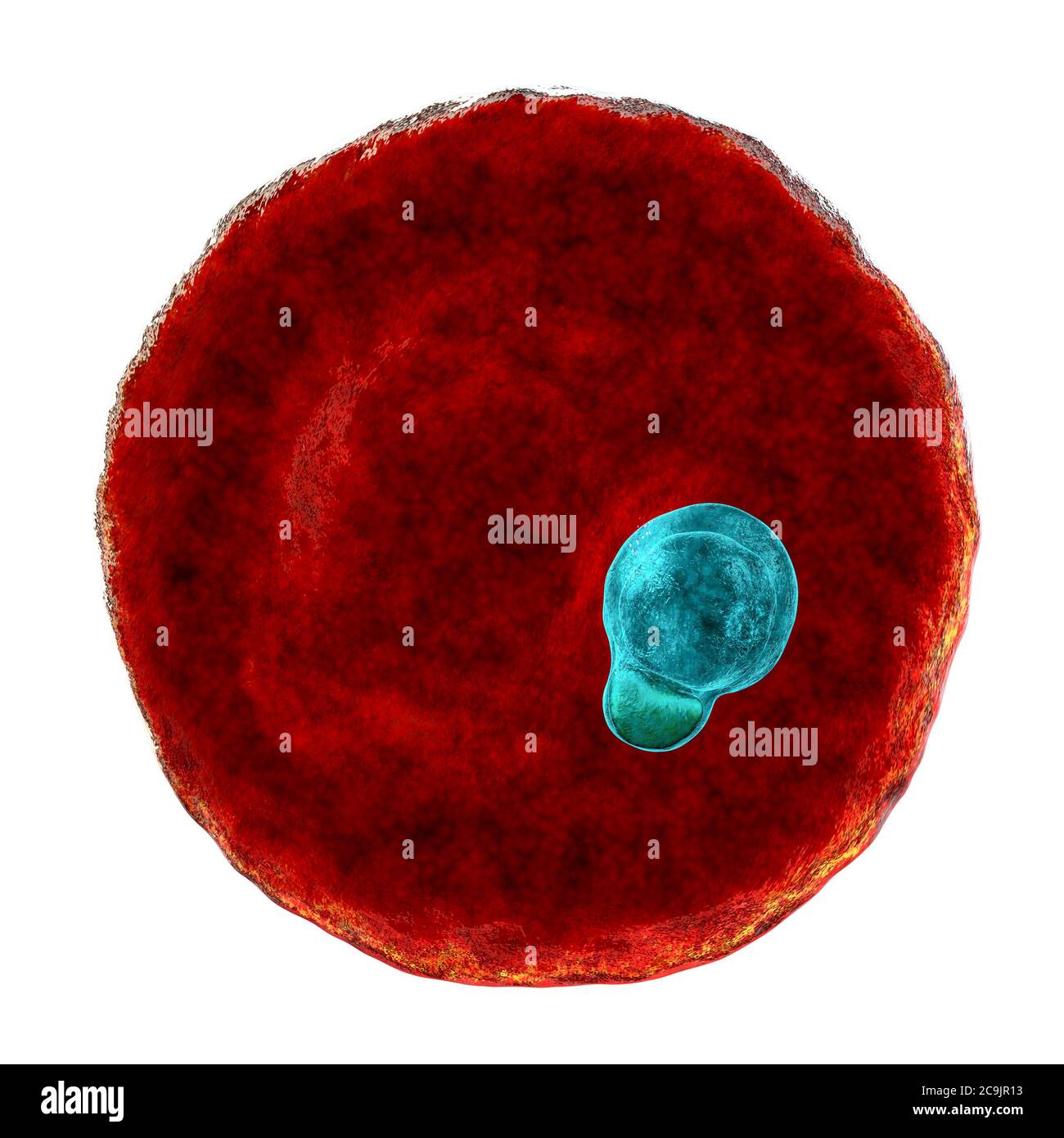 Plasmodium malariae protozoan inside red blood cell, computer ...