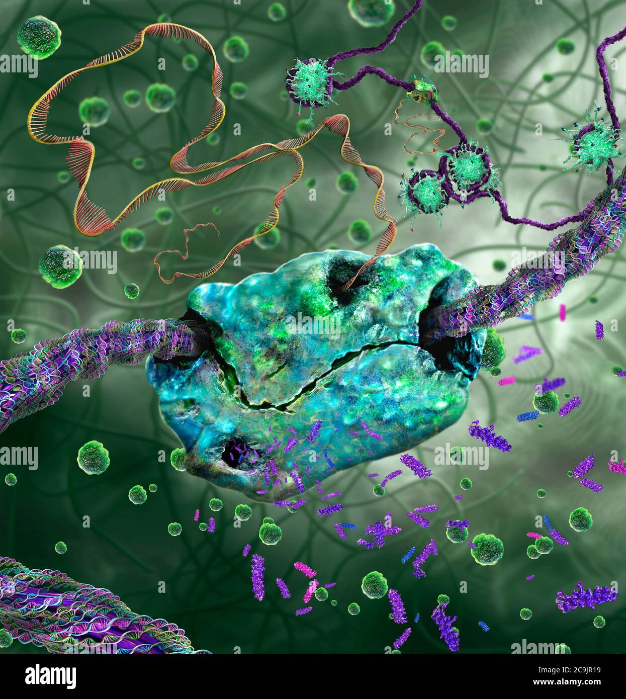 Illustration of RNA (ribonucleic acid) polymerase transcribing DNA ...