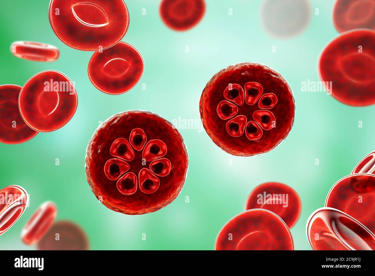 Plasmodium malariae protozoan inside red blood cells, computer ...