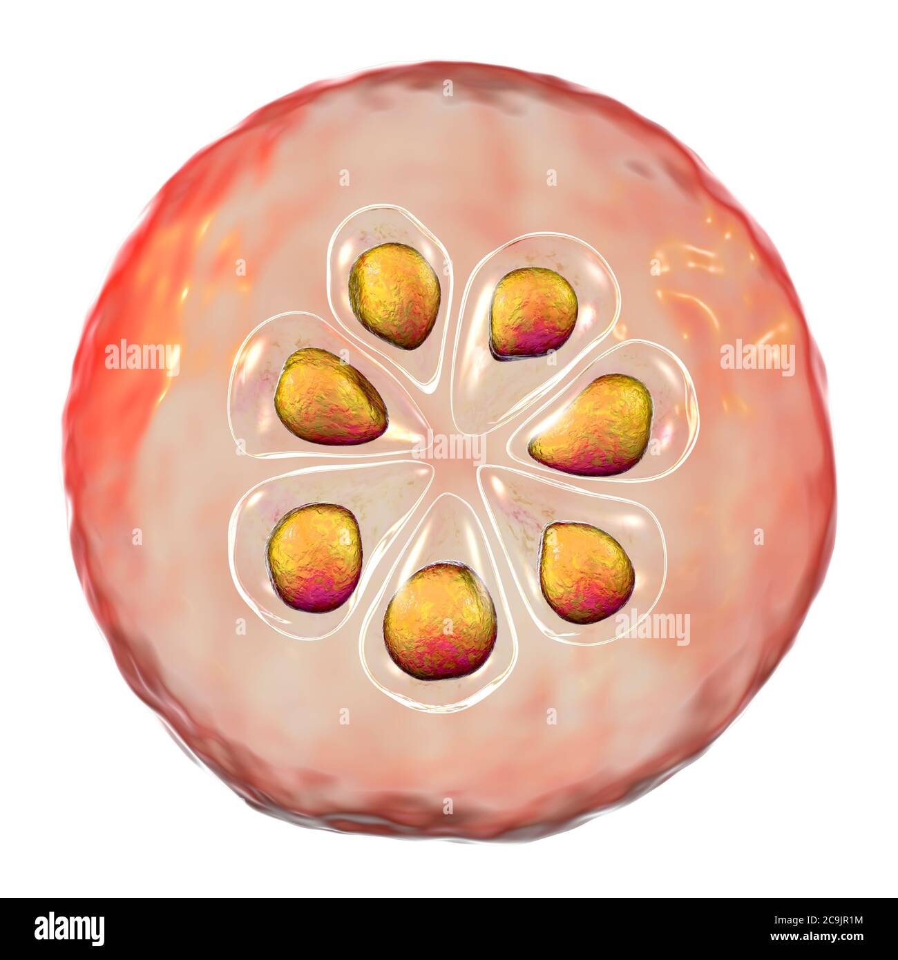 Plasmodium malariae protozoan inside red blood cell, computer ...