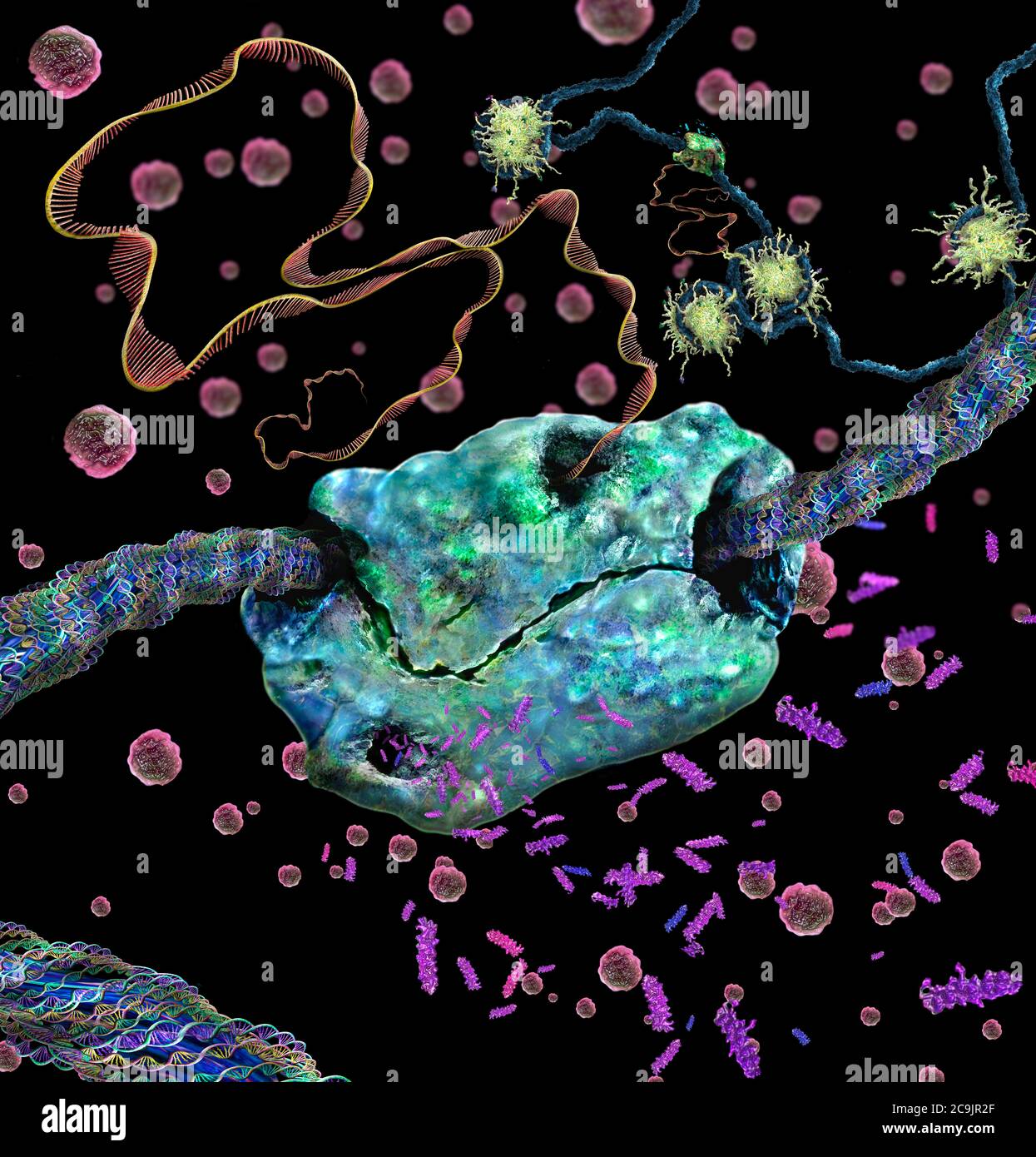 Illustration of RNA (ribonucleic acid) polymerase transcribing DNA ...