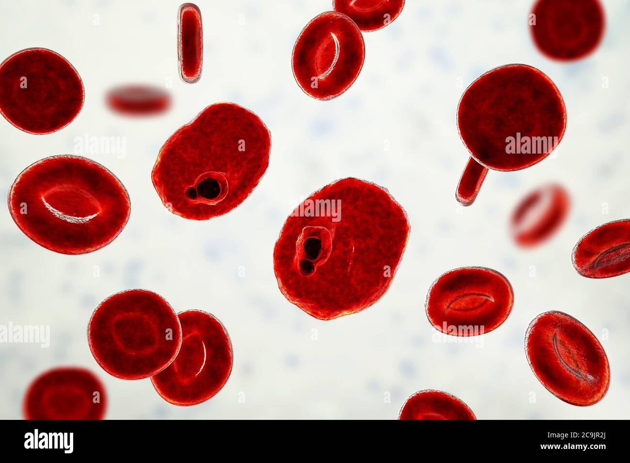 Plasmodium ovale protozoan inside red blood cells, computer ...