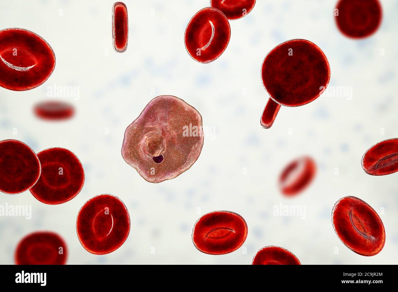 Plasmodium ovale protozoan inside red blood cells, computer ...