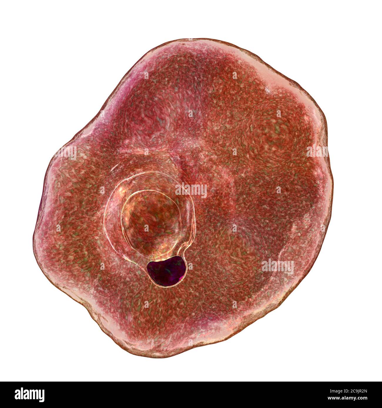 Plasmodium ovale protozoan inside red blood cell, computer illustration ...
